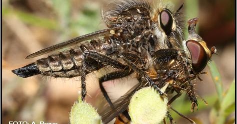 FAUNA AUXILIAR: FAMILIA ASILIDAE