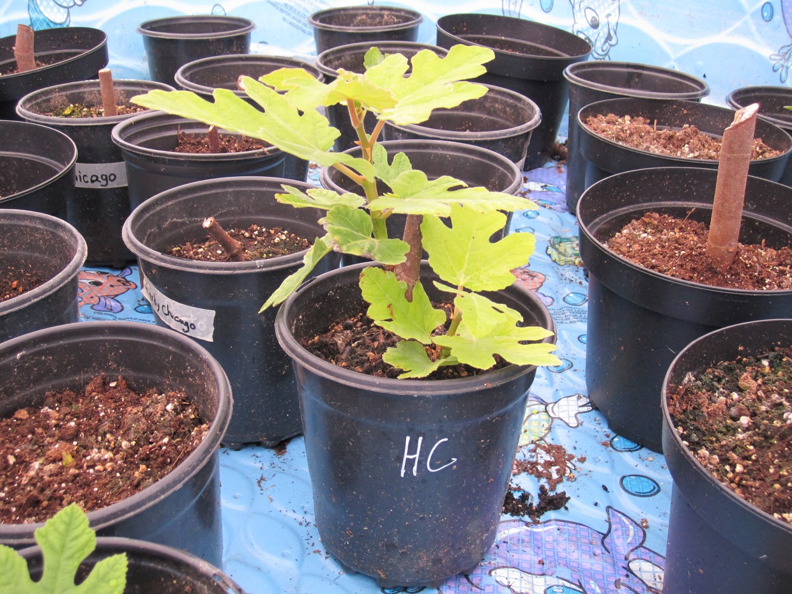 Rooting Fig Cuttings