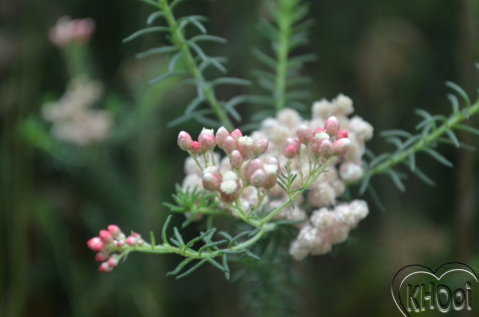 花卉库: 澳洲米花
