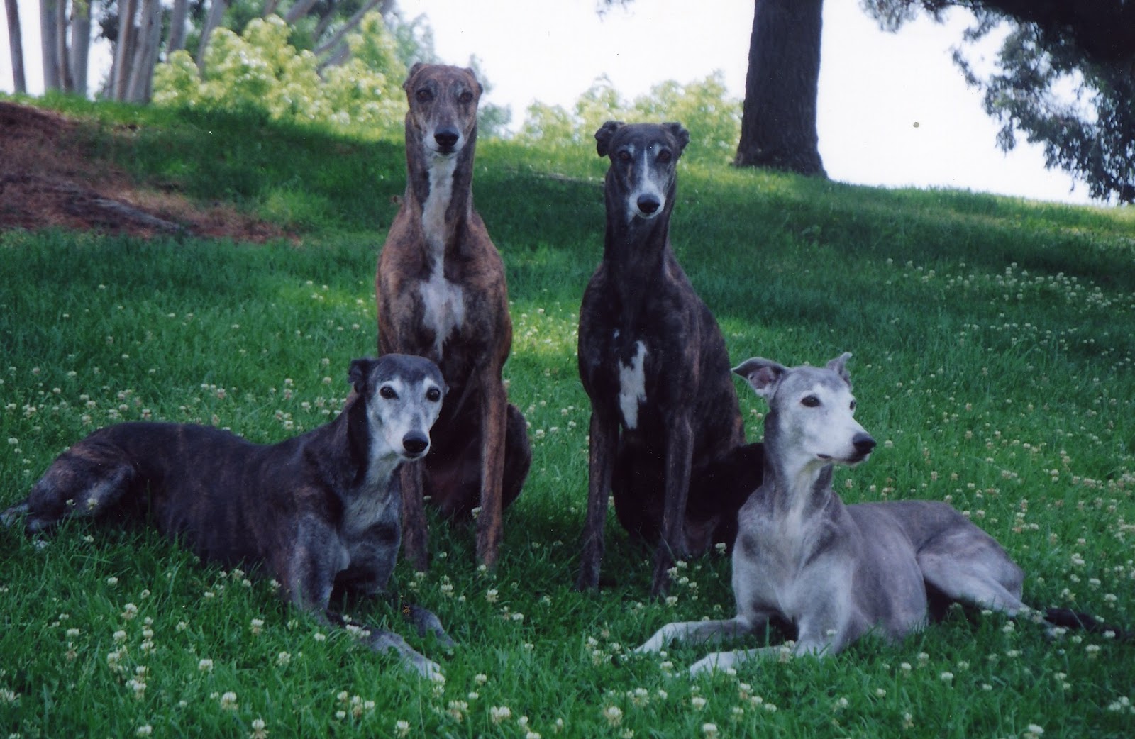 Aragon Greyhounds: Greyhound Sits