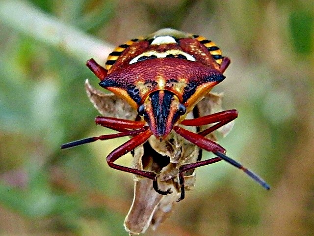 VILLENATURA: Carpocoris cf pudicus