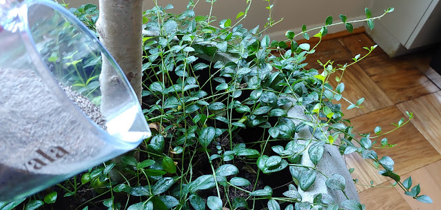 Spider Mites in the Ficus Tree | At Home with John Newman