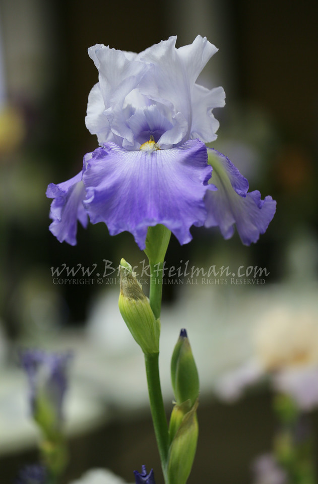 French Iris