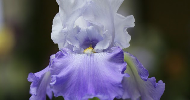 World of Irises: The French Iris That Conquered the United States