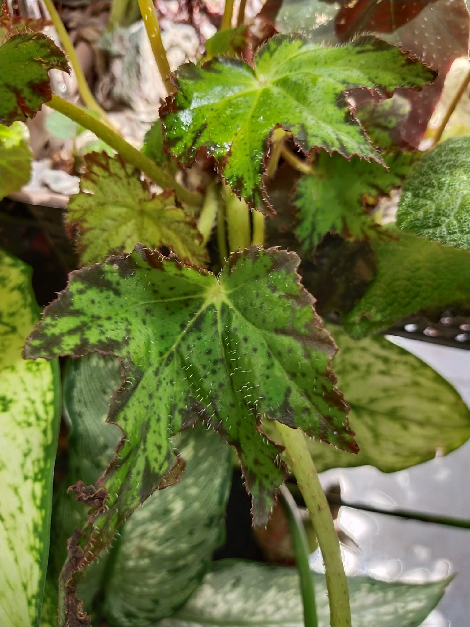 Garden Chronicles of James David: Star Begonia - Begonia heracleifolia ...