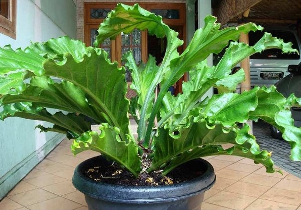 How to Plant and Take Care of Ornamental Flower Plants Waves of Love ...