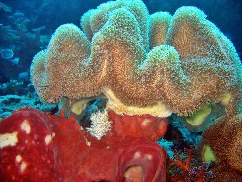 gli animali più semplici - le spugne o poriferi