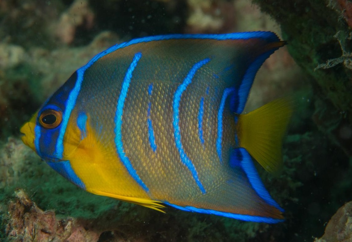 LA BIODIVERSIDAD DE PANAMÁ: La Biodiversidad Panameña (Los peces)