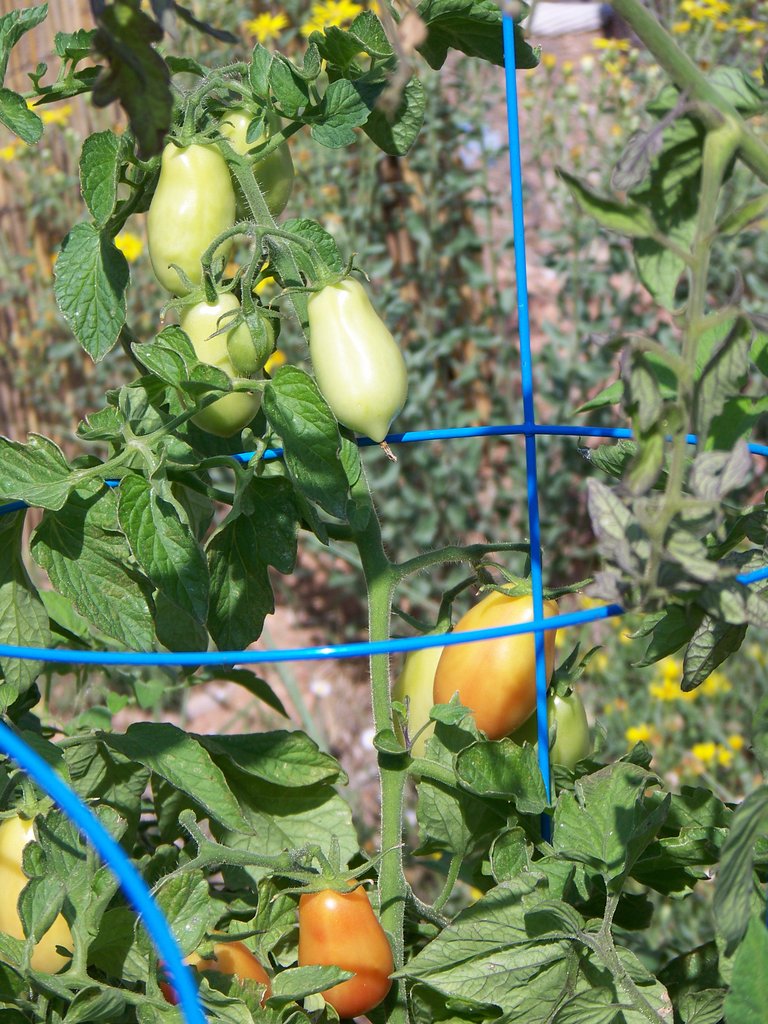 Girl Sprout NM: Vertical Vegetables & Fruit