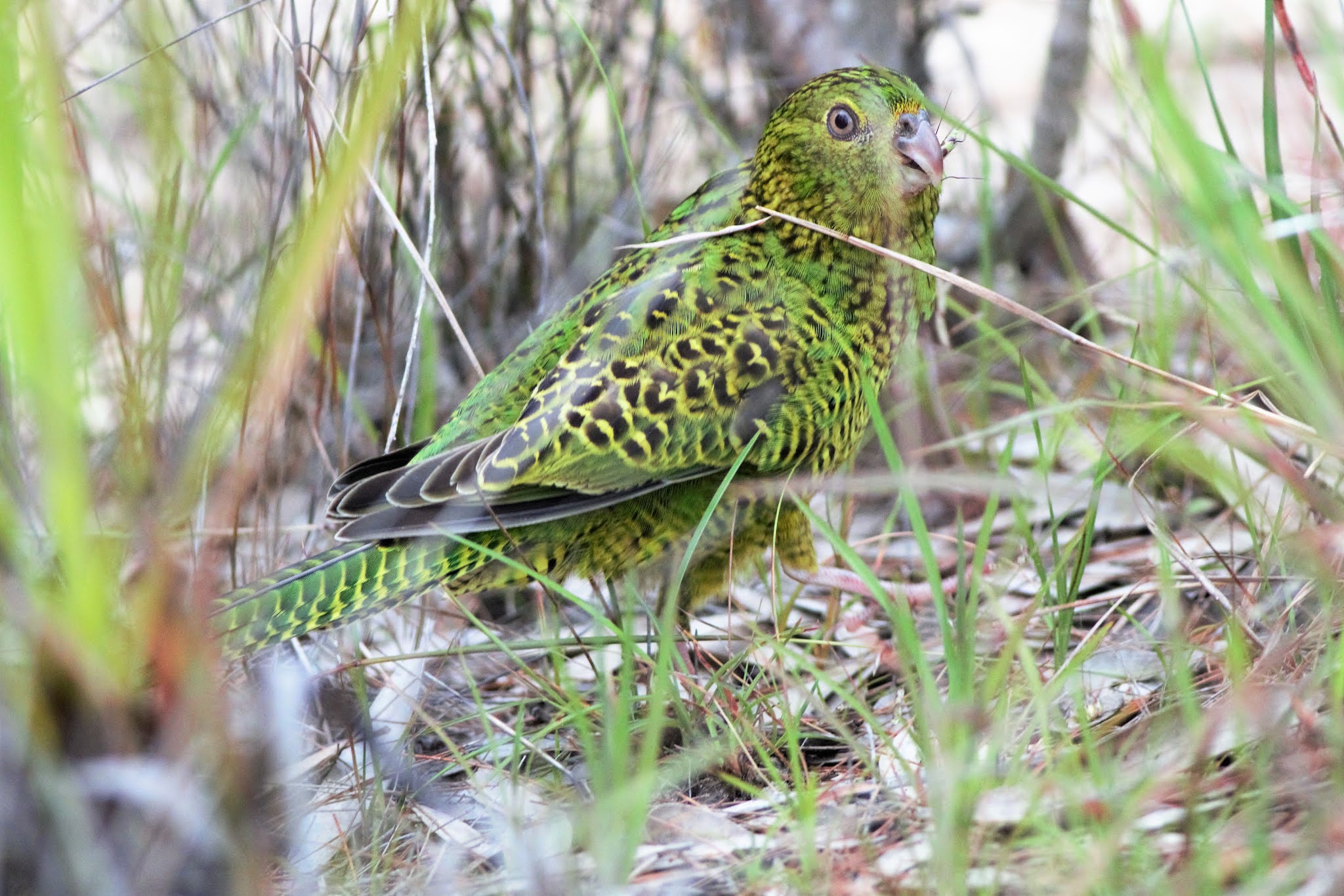 sunshinecoastbirds: Ground Parrots Galore