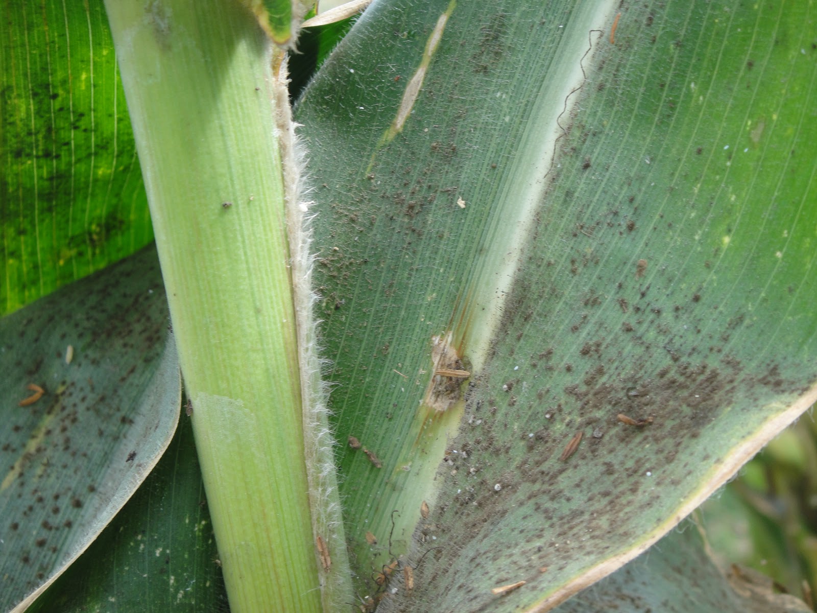 Trabajos de investigacion