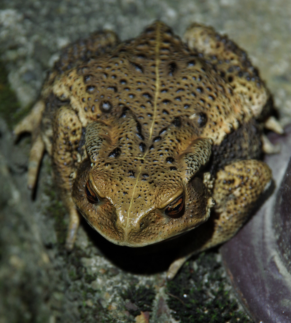 Wildeep's Illuminations: The Night Toad