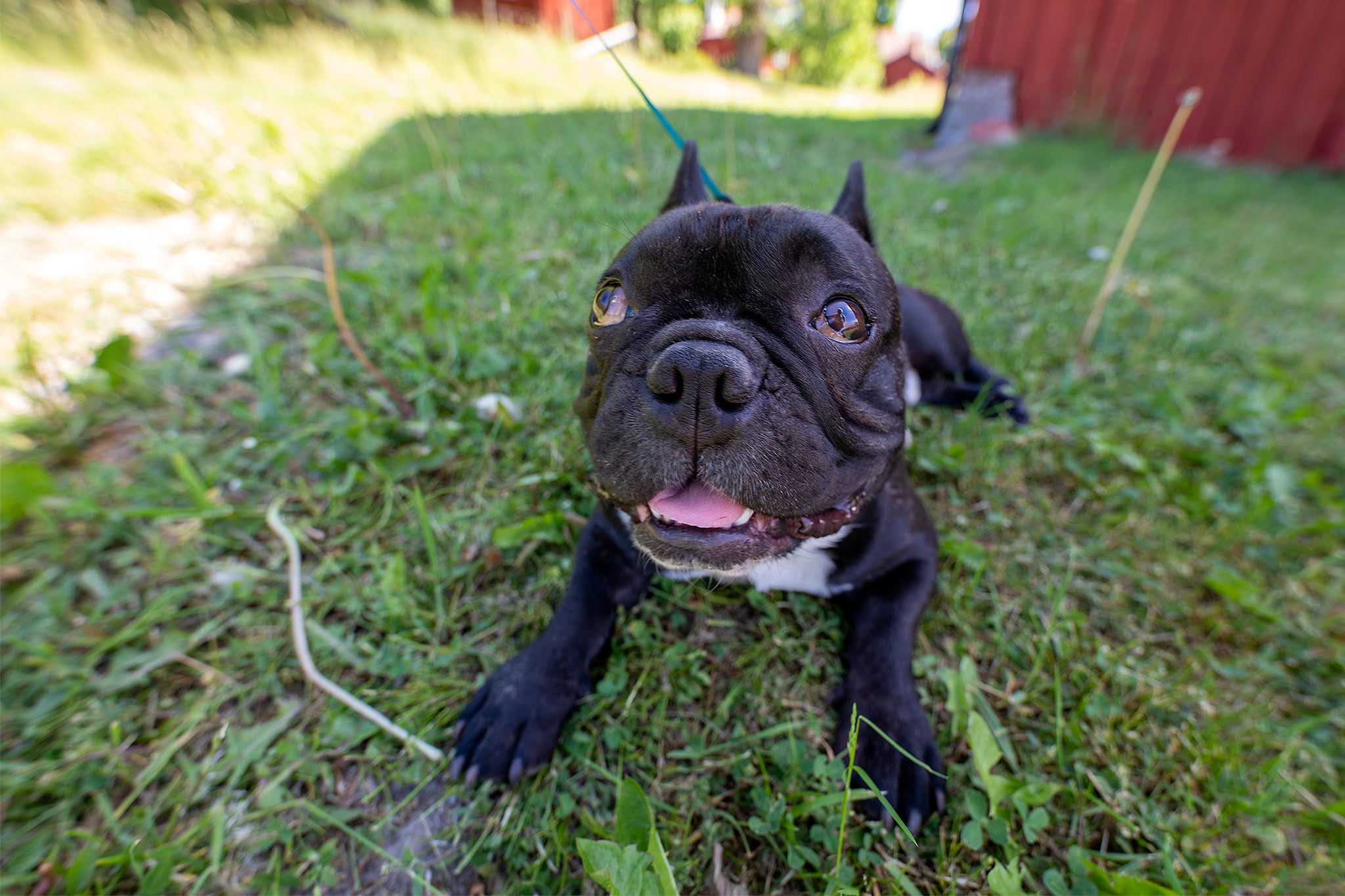 Lasses Fotoblogg: Med Enzo på ko-safari