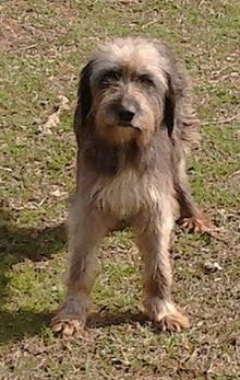 Floresta do Meio do Mundo: As raças brasileiras de cães