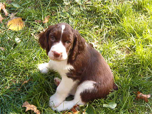Training Springer Spaniel Puppies