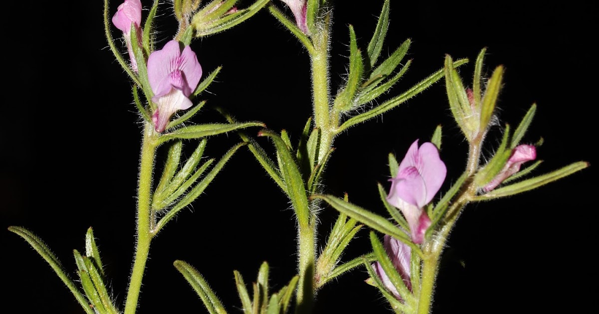 Biodiversity of Cyprus by NGO Protection of the Natural Heritage and ...