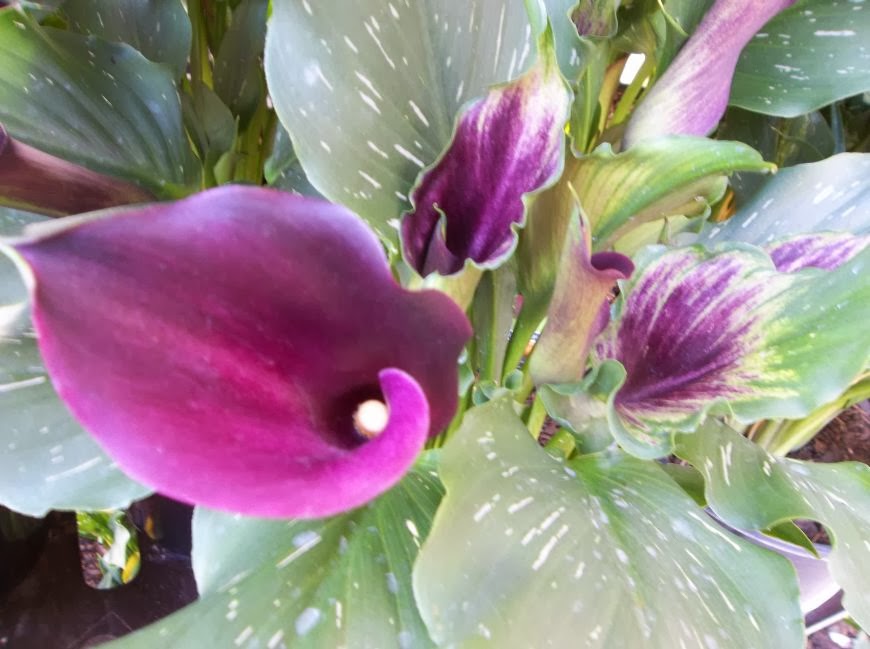 Future Plants by Randy Stewart: Calla