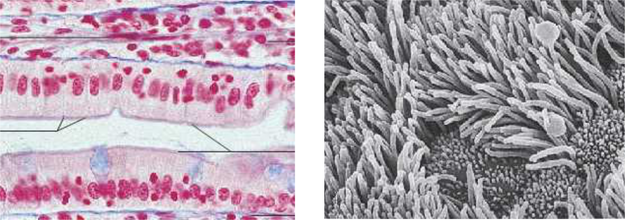 AMG: AMG , ANATOMIE ANUL I REZUMAT , 4 ȚESUTURILE