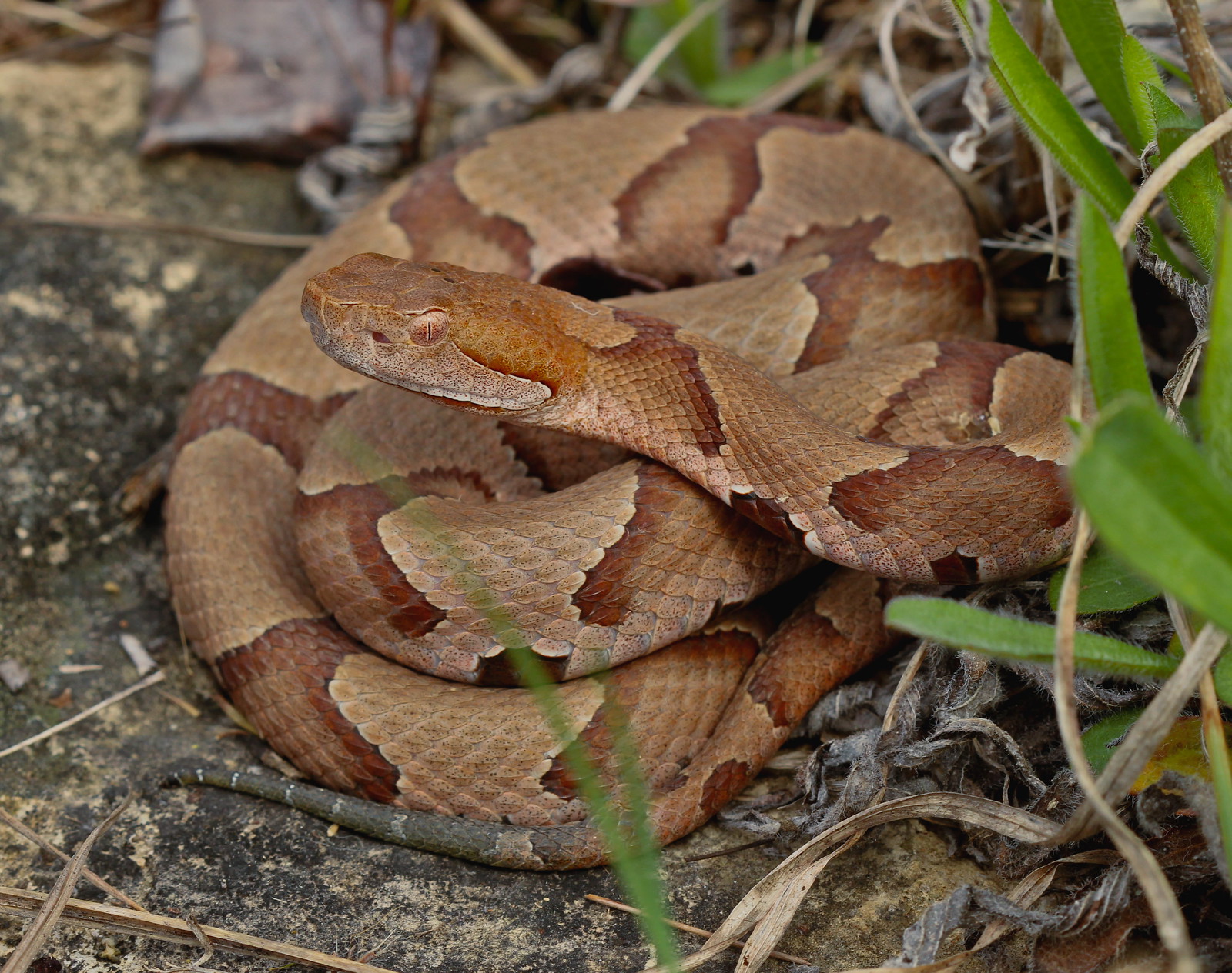 Animal Intrigue: Abe, the Eastern Copperhead Snake