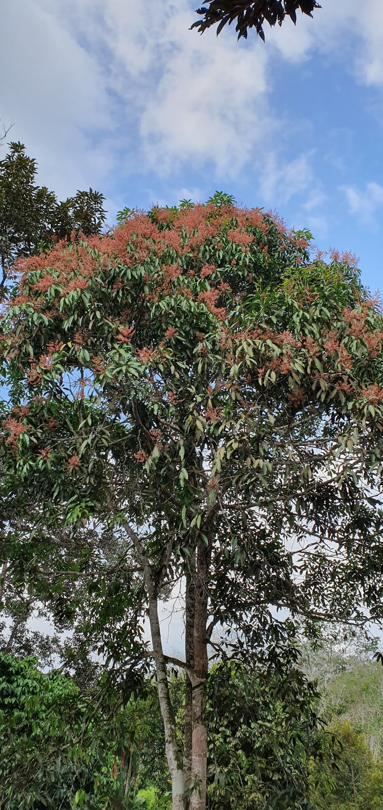 Warisan Petani: Pokok Kuini Pun Berbunga