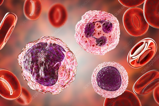 HISTOLOGÍA HEMATOPOYETICA, SANGUÍNEA Y LINFÁTICA