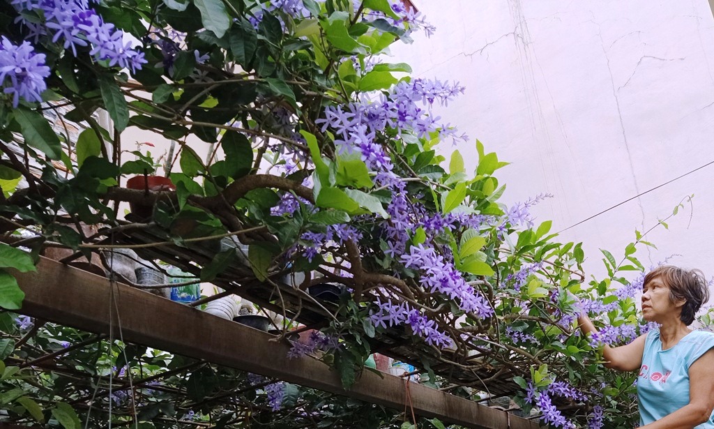 Practical Gardening: How to Air-Layer Trees and Vines with Just Water