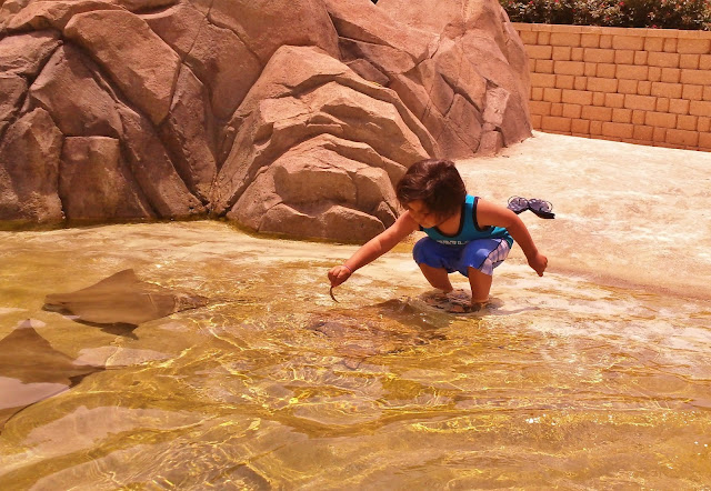 There's Magic Out There: Sting ray Interaction at Seaworld San Antonio ...