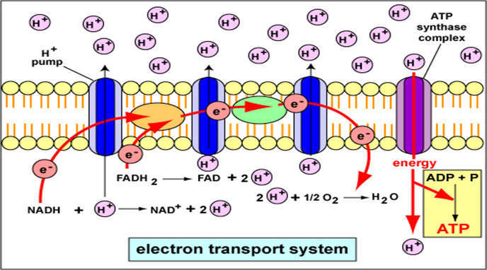 KATABOLISME | Biologi Sel