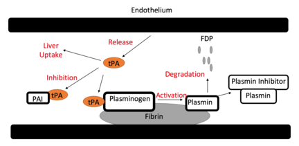Biomedical sciences and pharmacology: Tissue Plasminogen Activator (tPA ...