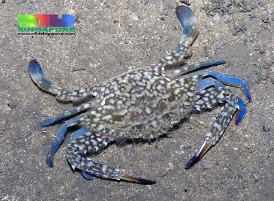 Celebrating Singapore's BioDiversity!: Have a Crabby National Day!