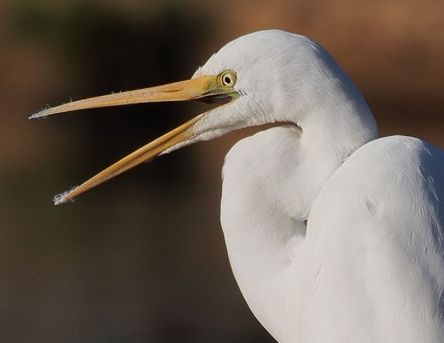 Majura birds: April 2013