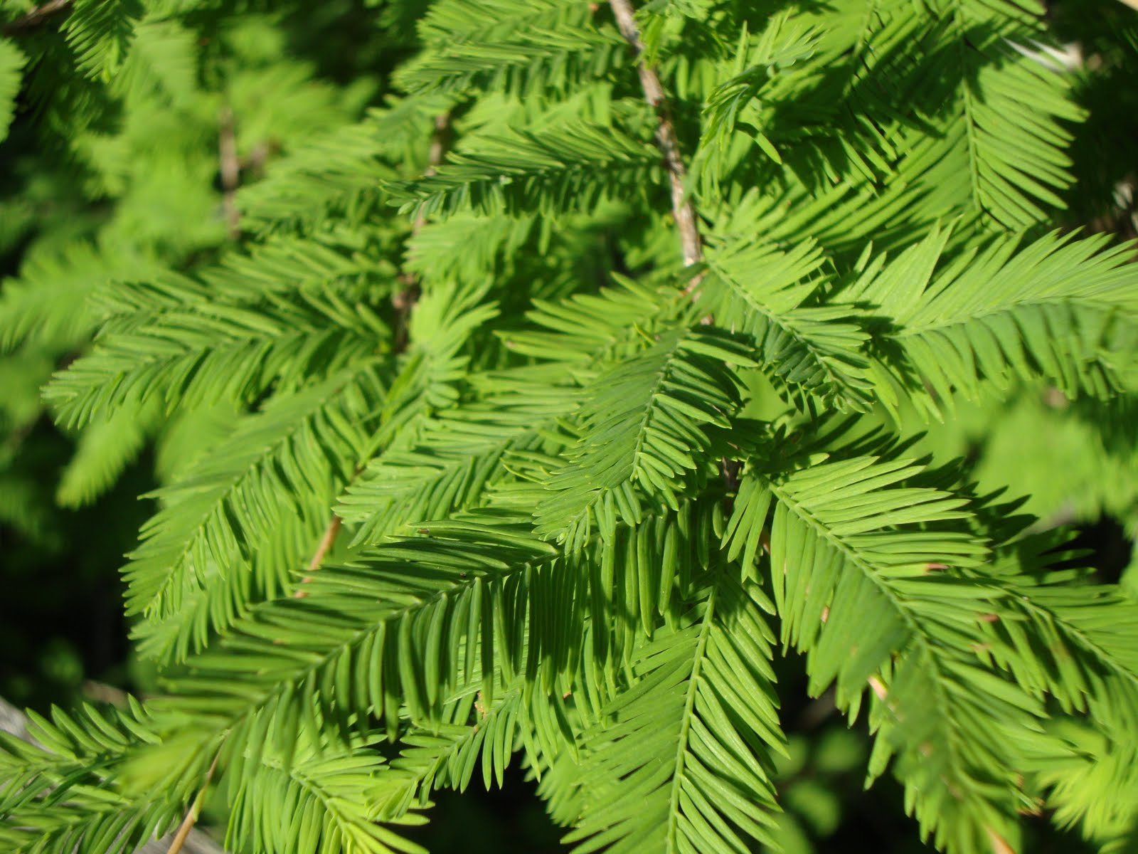 Pond vs. Bald Cypress Pond vs. Bald Cypress