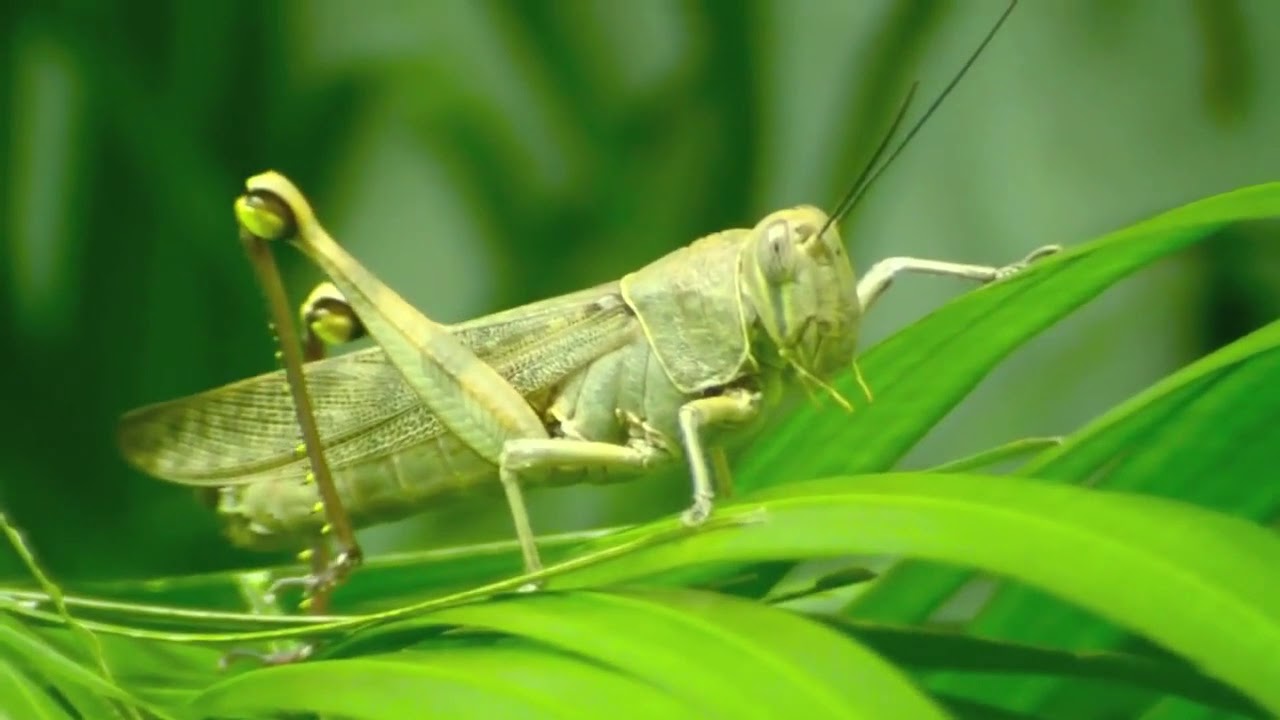 Most Interesting Facts About Grasshopper