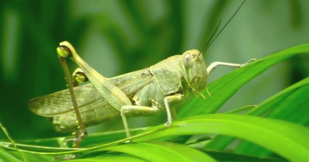 Most Interesting Facts About Grasshopper