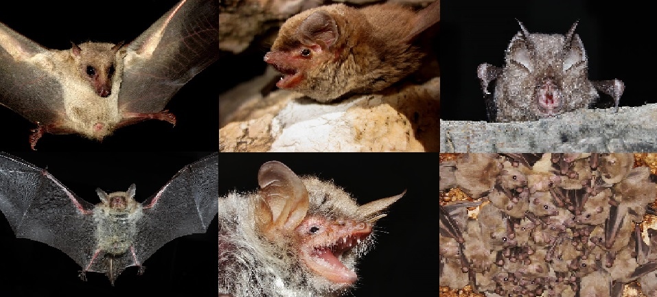 Biodiversity of Cyprus by NGO Protection of the Natural Heritage and ...