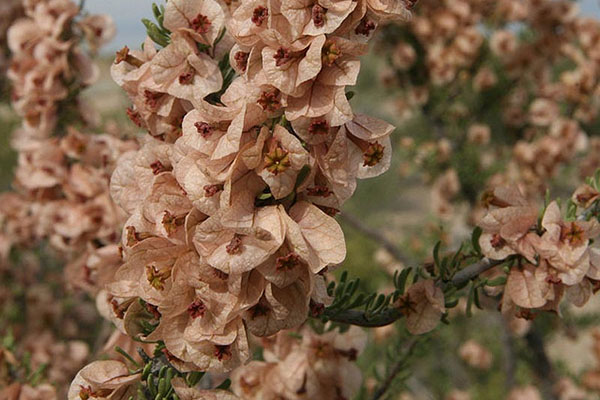 Bugenvil (Bougainvillea sp.) - Tanaman Hias Lanskap