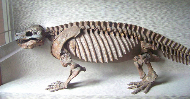 EL JOVE PALEONTÒLEG -animals prehistòrics-: DIADECTES