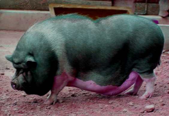 My Crazy Fat Piggy Site