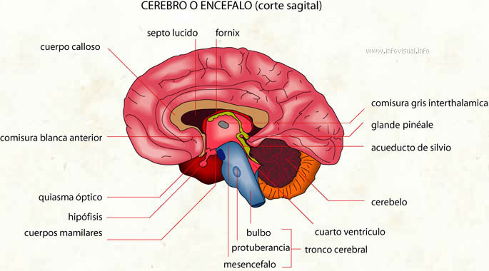 Psicobiologia Maqueta del Cerebro: Cerebro o encefalo - Corte sagital