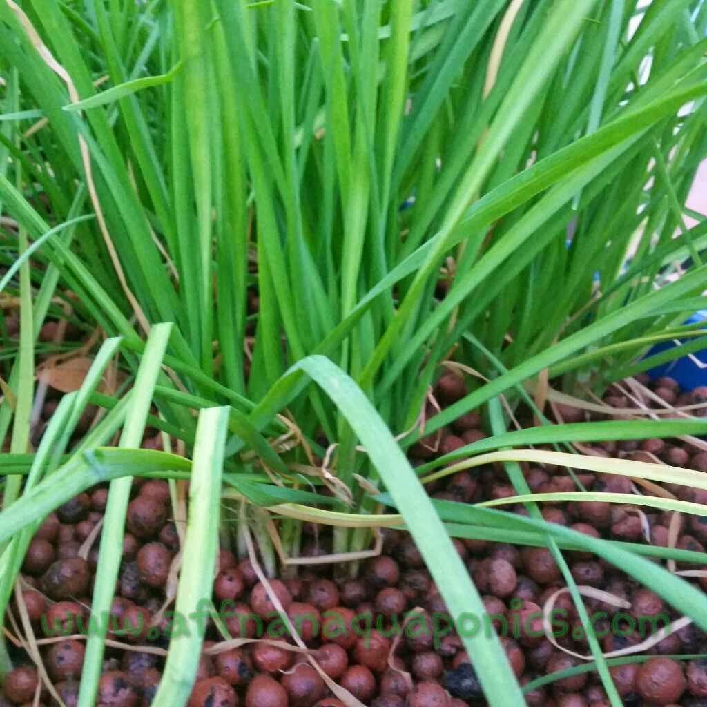 Affnan's Aquaponics: Potting Garlic Chives - Kuchai Redo