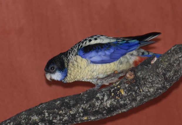 ZOOTOGRAFIANDO (6.100 ANIMALS): ROSELLA DEL NORTE / NORTHERN ROSELLA ...