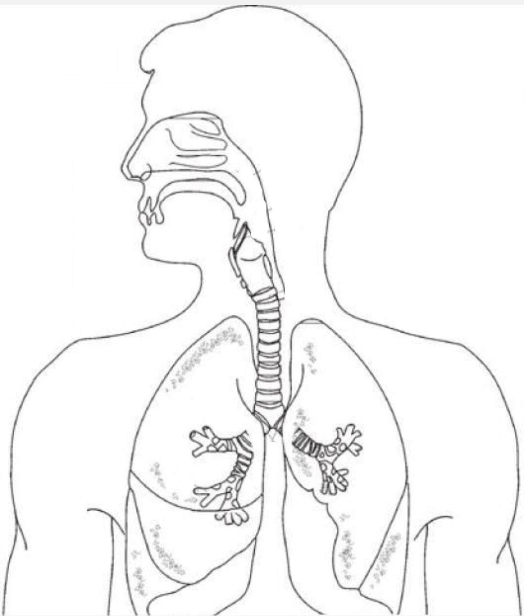 Sistema Respiratorio Para Colorir - RETOEDU