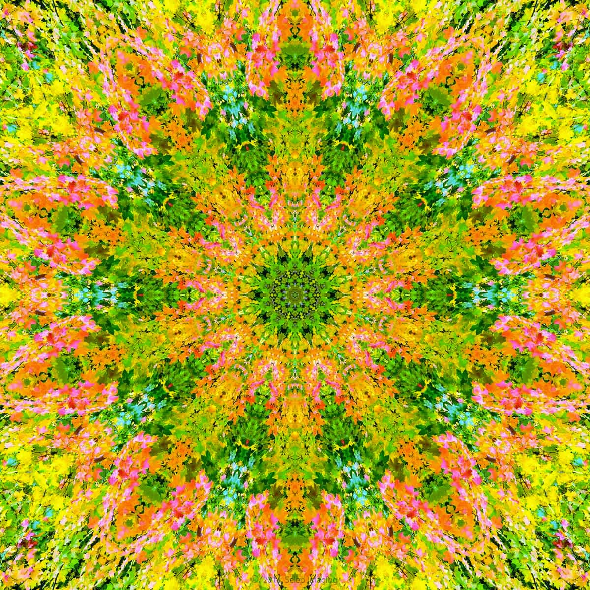 Selep Imaging Blog: Creating Kaleidoscopes Part 4