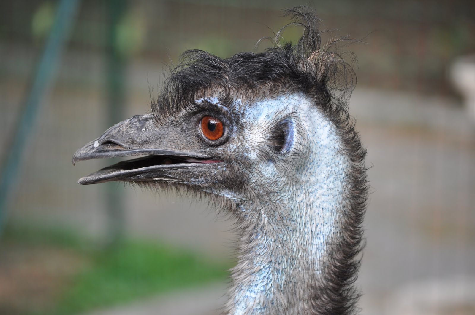 ZOOTOGRAFIANDO (6.100 ANIMALS): EMÚ / COMMON EMU (Dromaius novaehollandiae)