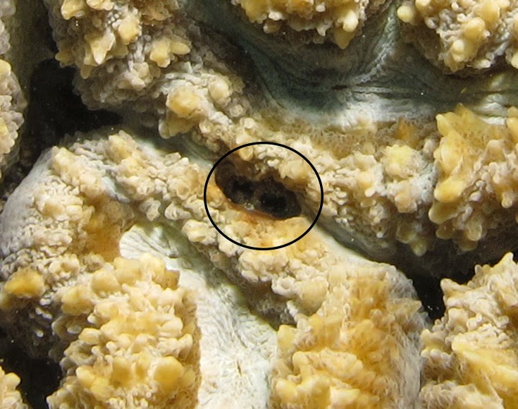 Sciency Thoughts: Fizesereneia panda, a new species of Gall Crab from ...