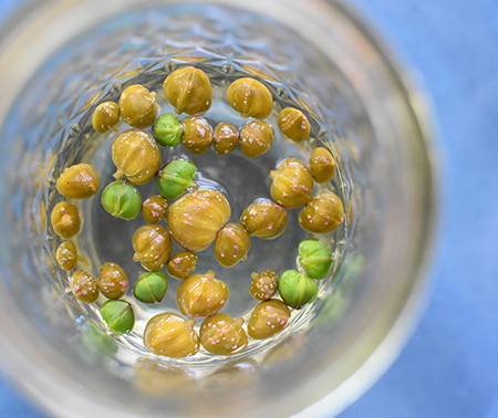 Cocoa and Lavender: The Great Caper Caper