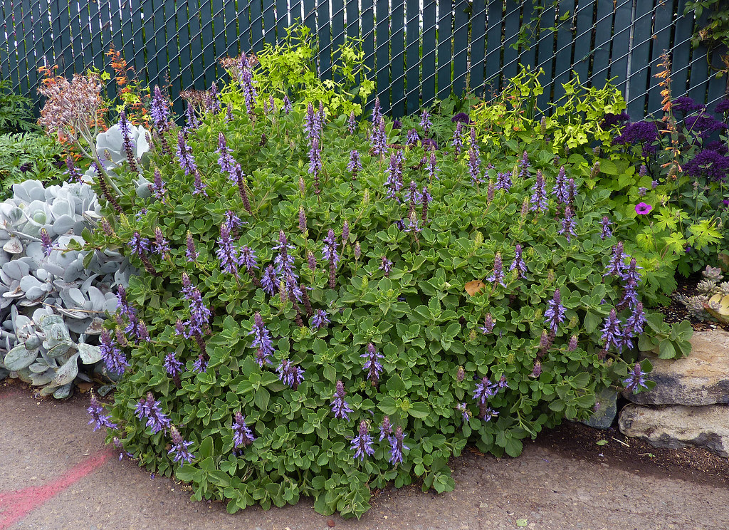 Blue Coleus - Plectranthus neochilus care and culture | Travaldo's blog