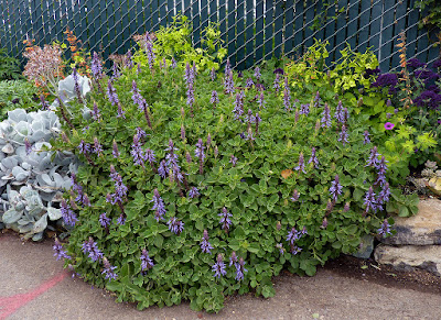 Blue Coleus - Plectranthus neochilus care and culture | Travaldo's blog