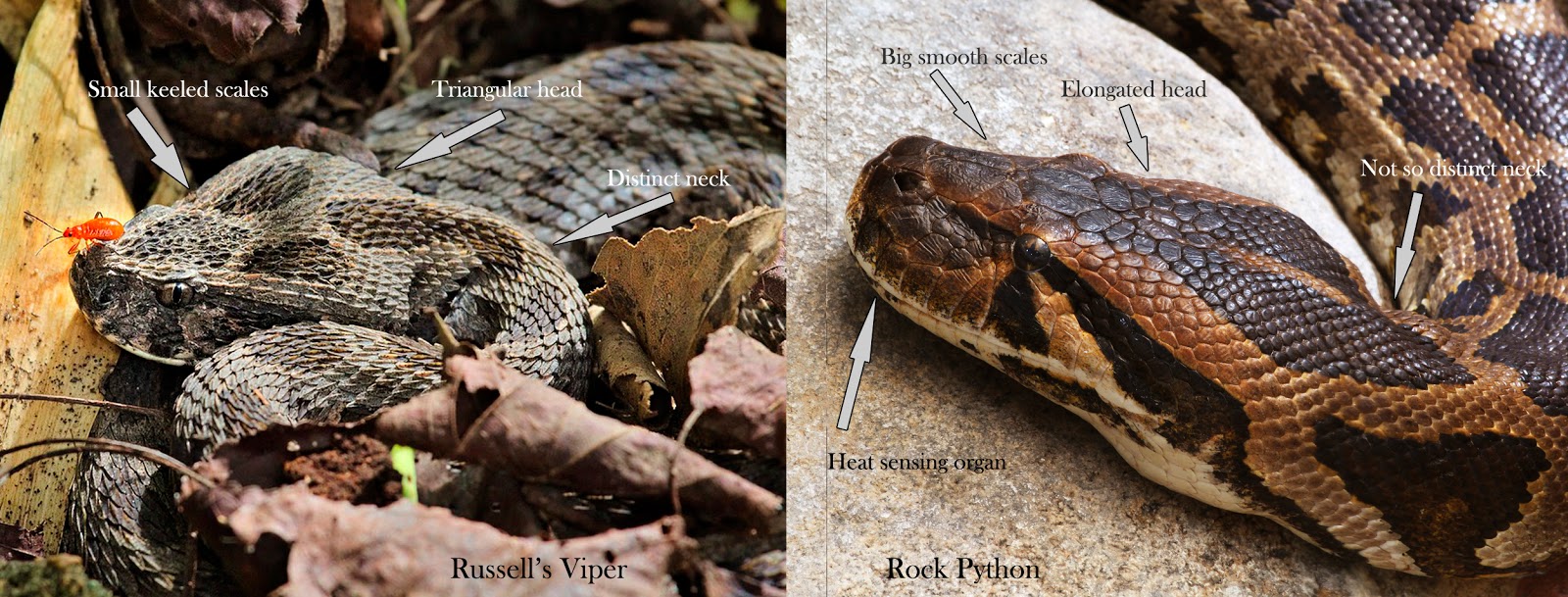 Backyard Herping: How to differentiate between Russell's Viper and Rock ...