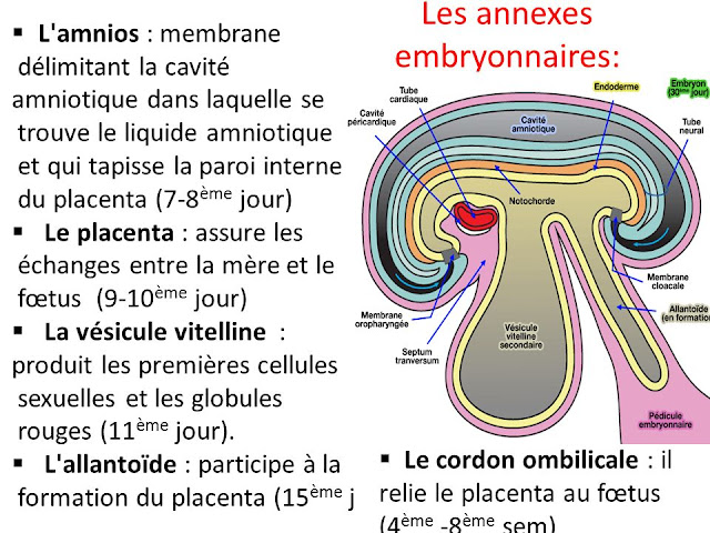 LES ANNEXES EMBRYONNAIRES ~ COURS de la pharmacie